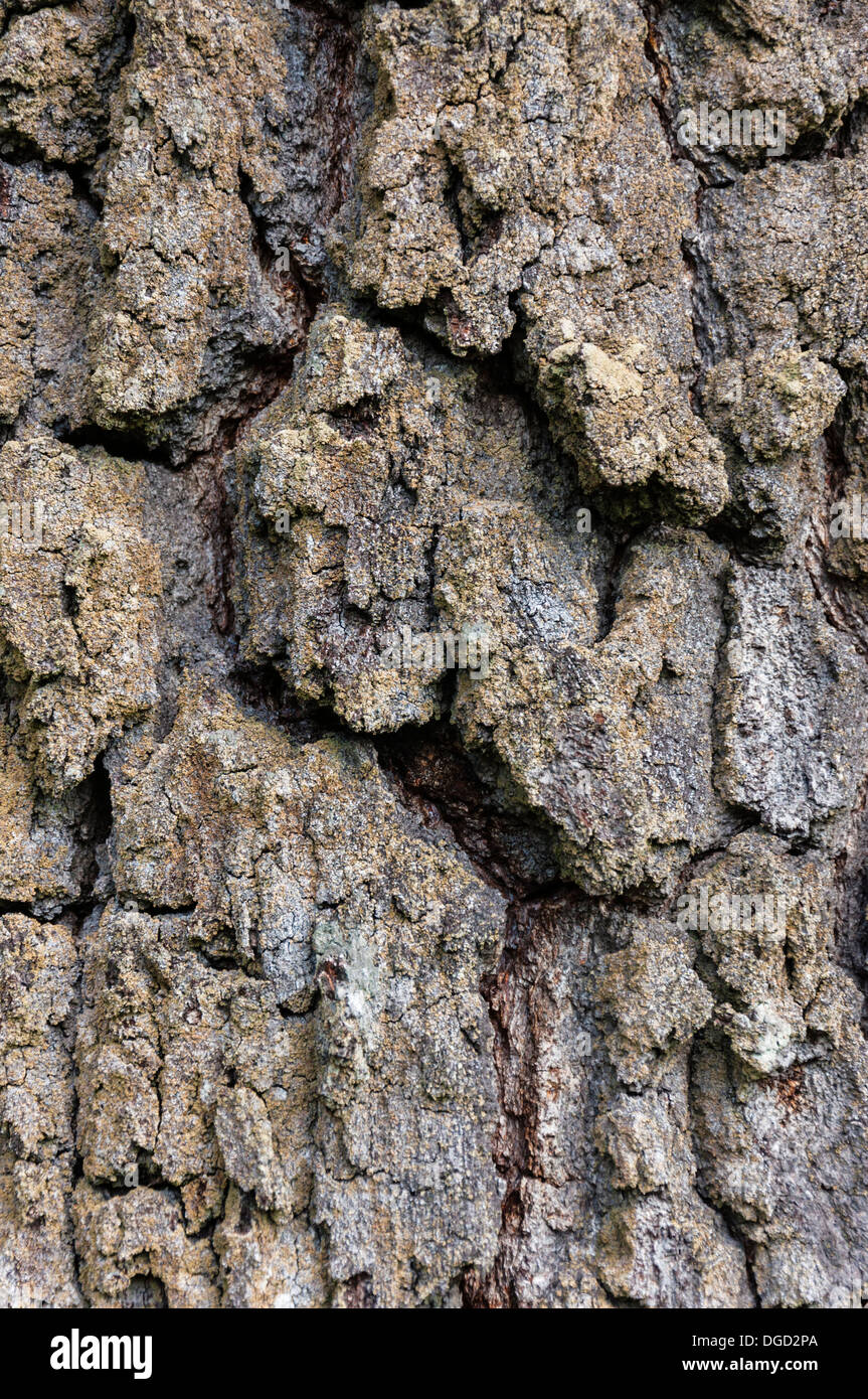 Old pine bark Stock Photo - Alamy