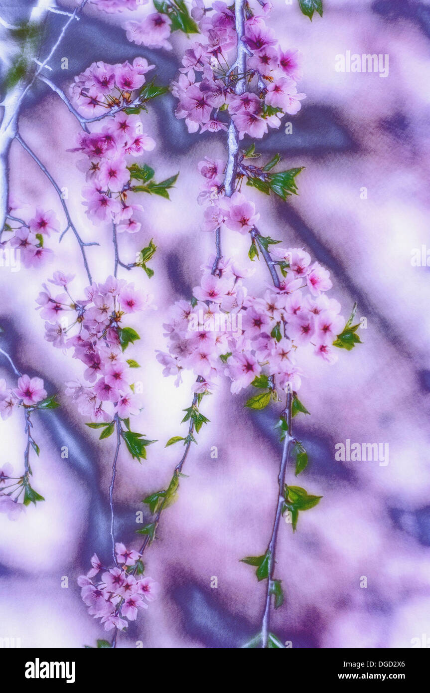 Cherry blossoms maryland hi-res stock photography and images - Alamy