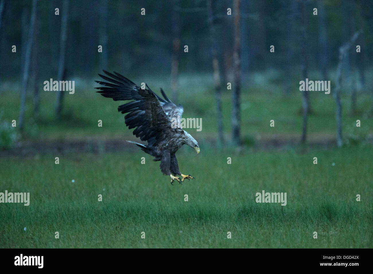 A white-tailed eagle striking Stock Photo - Alamy