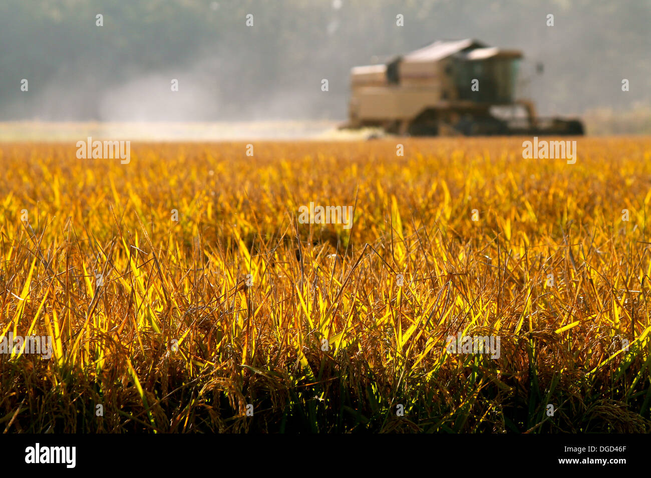Growing paddy field hi-res stock photography and images - Alamy