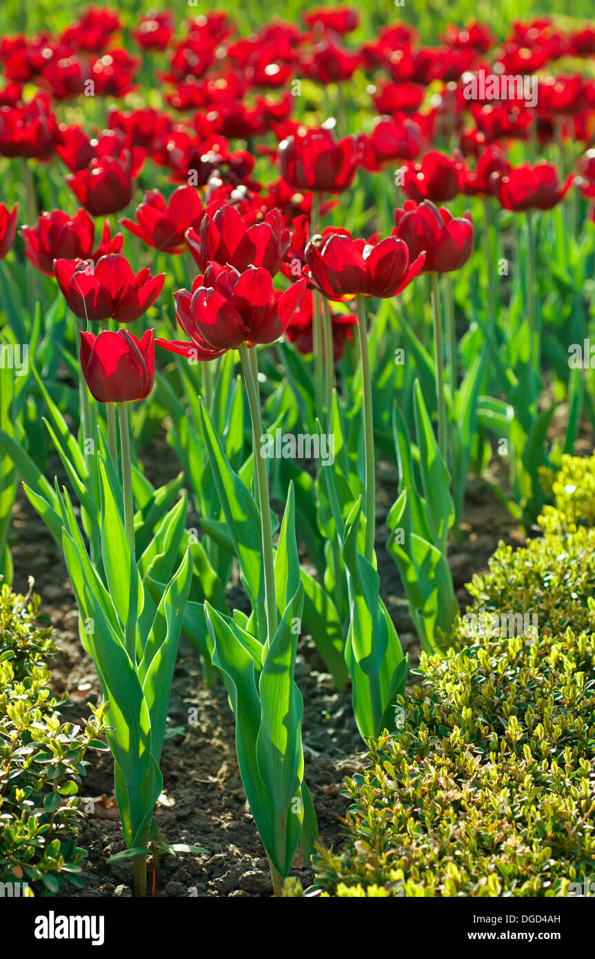 Red beautiful tulips Stock Photo - Alamy