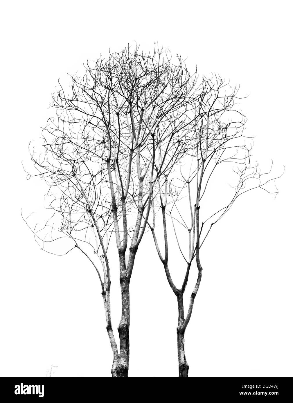 The dead tree isolated on white background Stock Photo - Alamy