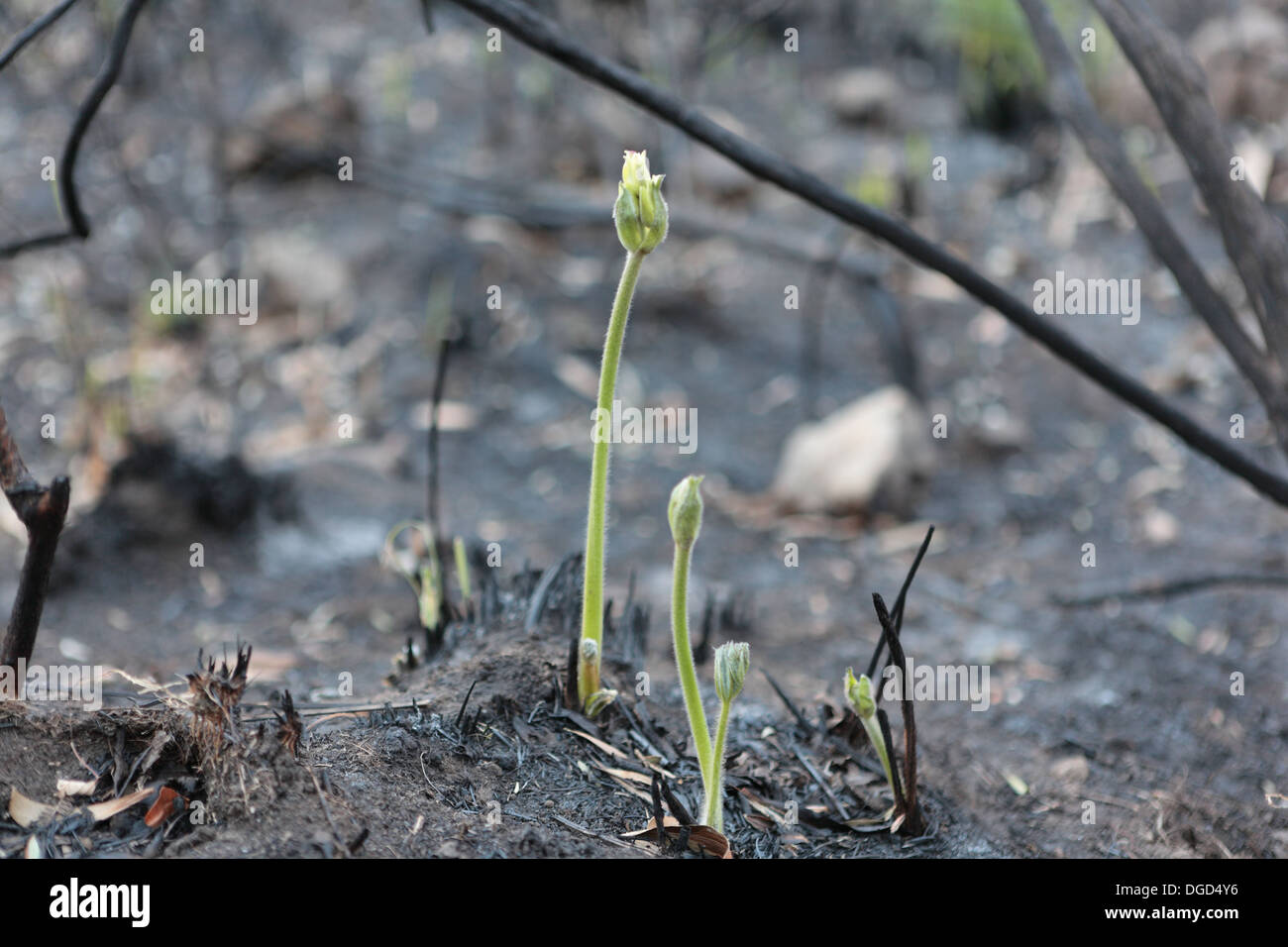 New spring growth in the Drakensberg Mountains Stock Photo - Alamy