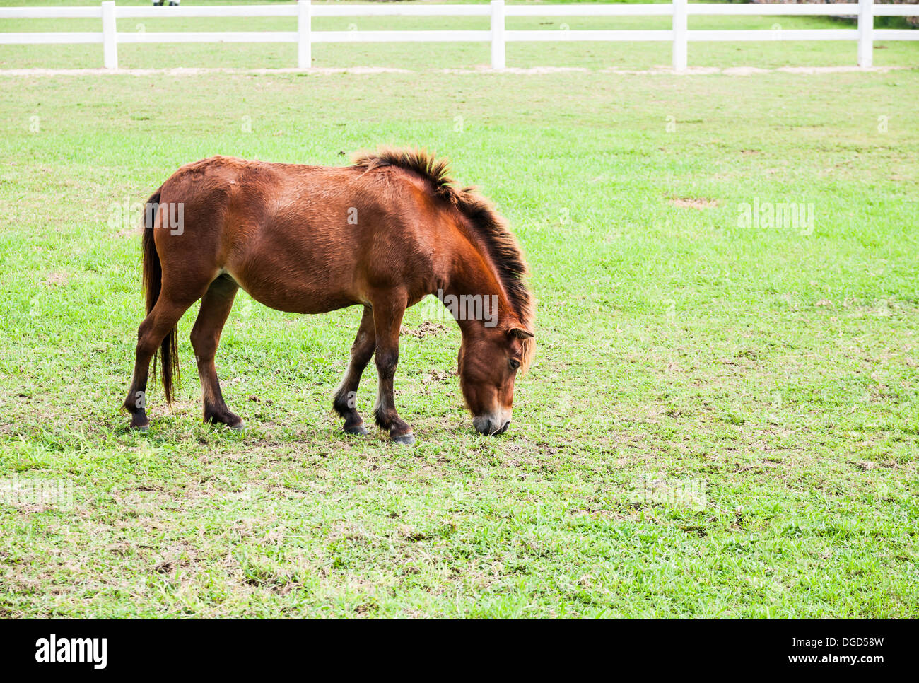 Miniature dwarf horse hi-res stock photography and images - Alamy