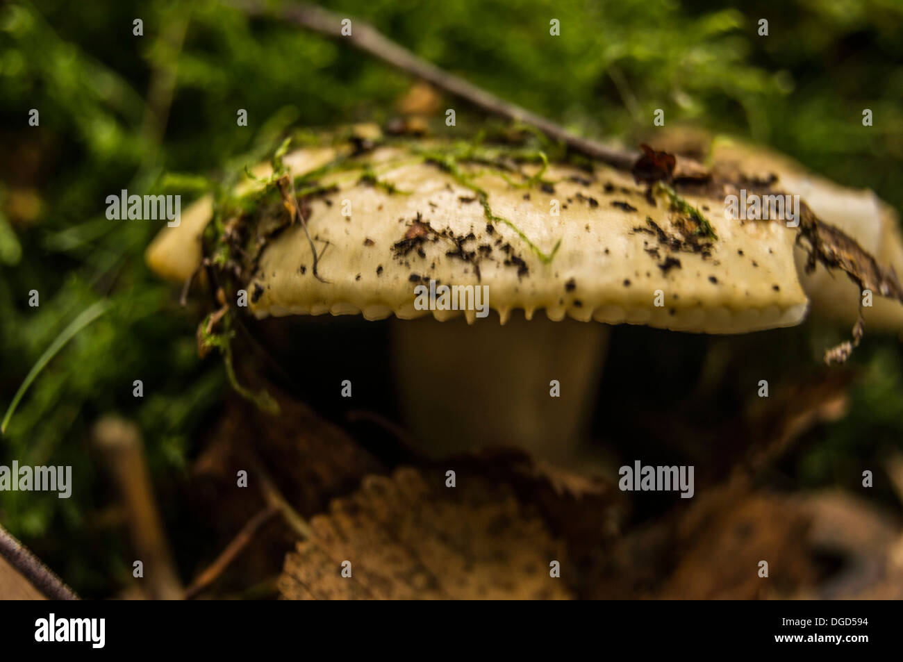 Fungus different hi-res stock photography and images - Alamy