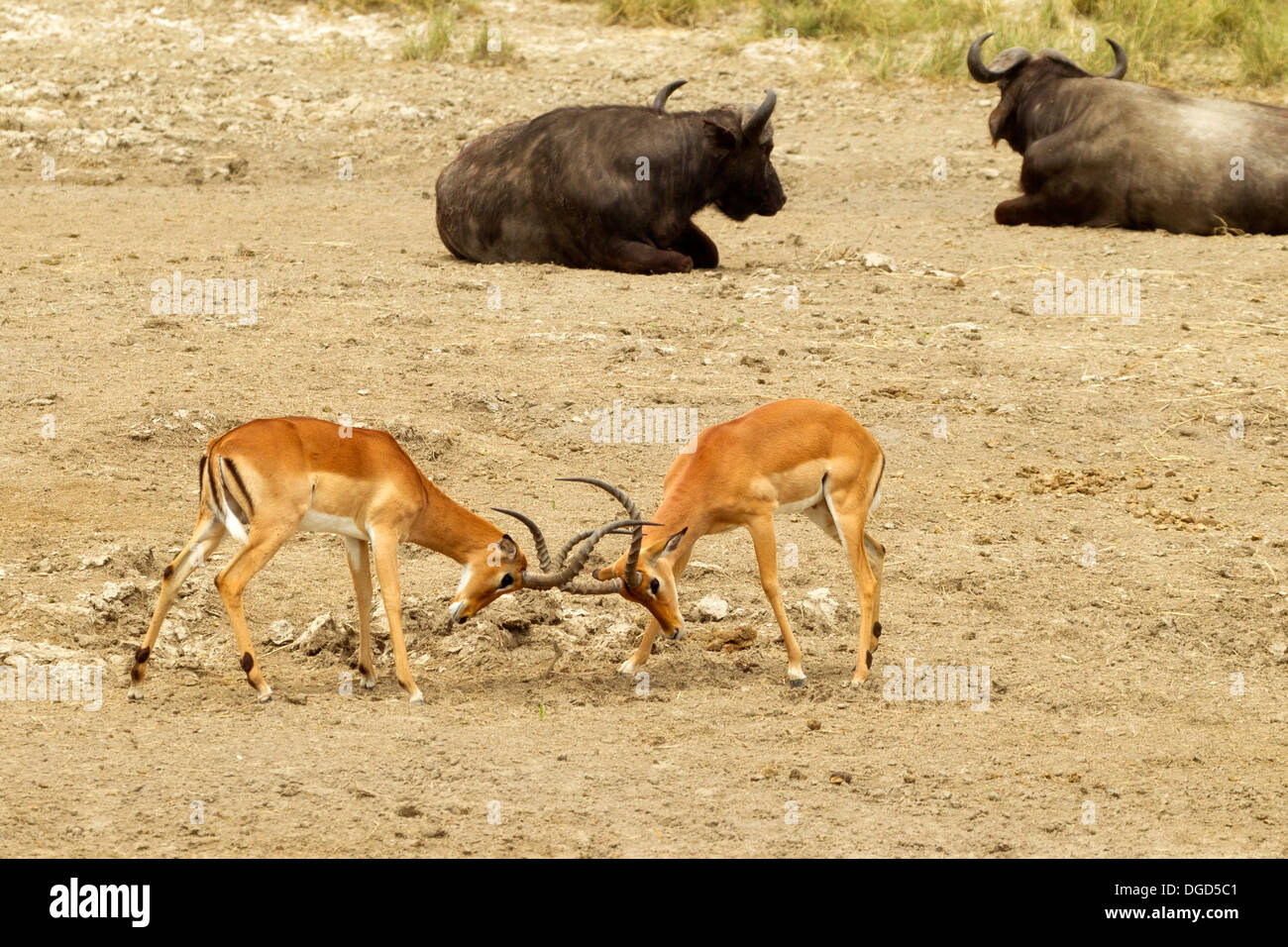 Gazelles fighting hi-res stock photography and images - Alamy