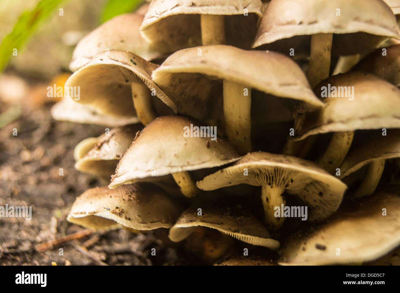 Colony close hi-res stock photography and images - Alamy