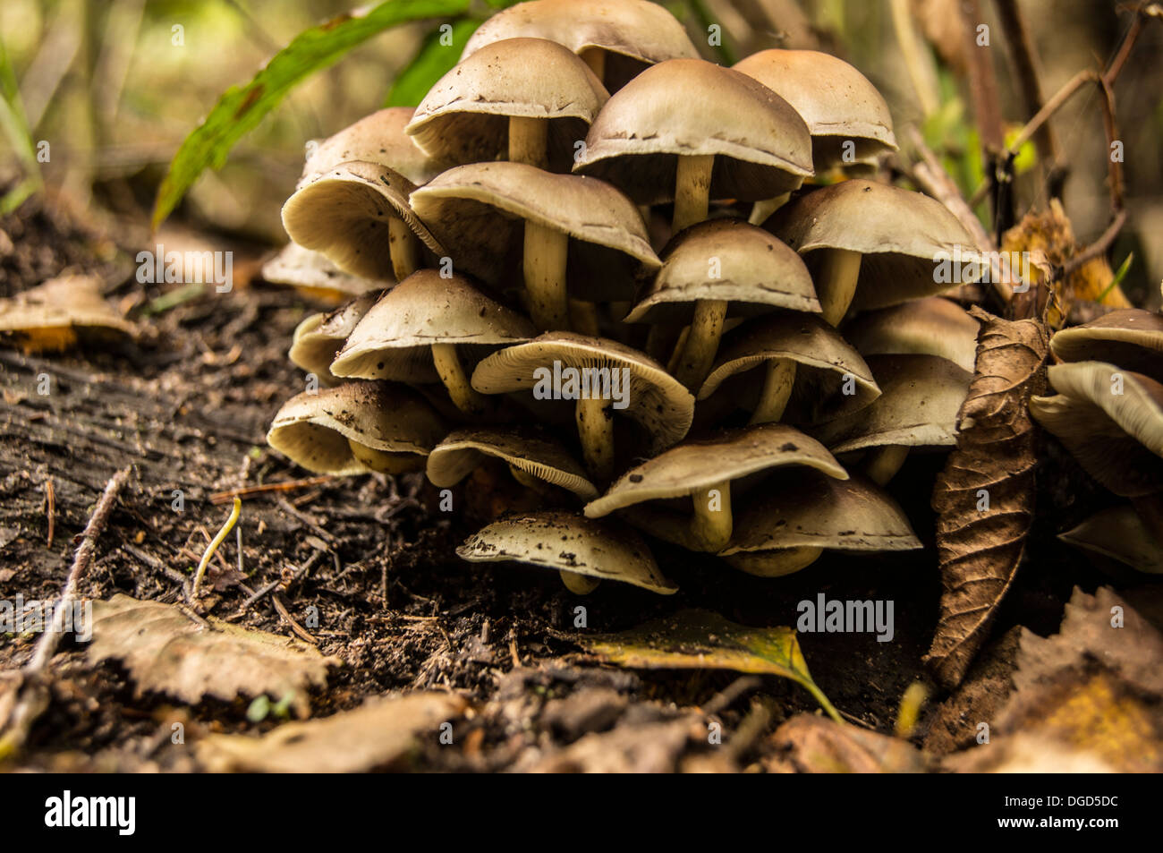Mushroom colony hi-res stock photography and images - Alamy