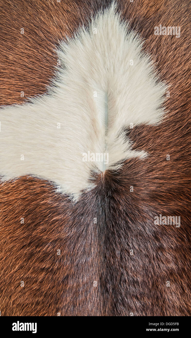 The closeup of brown cow fur background Stock Photo - Alamy