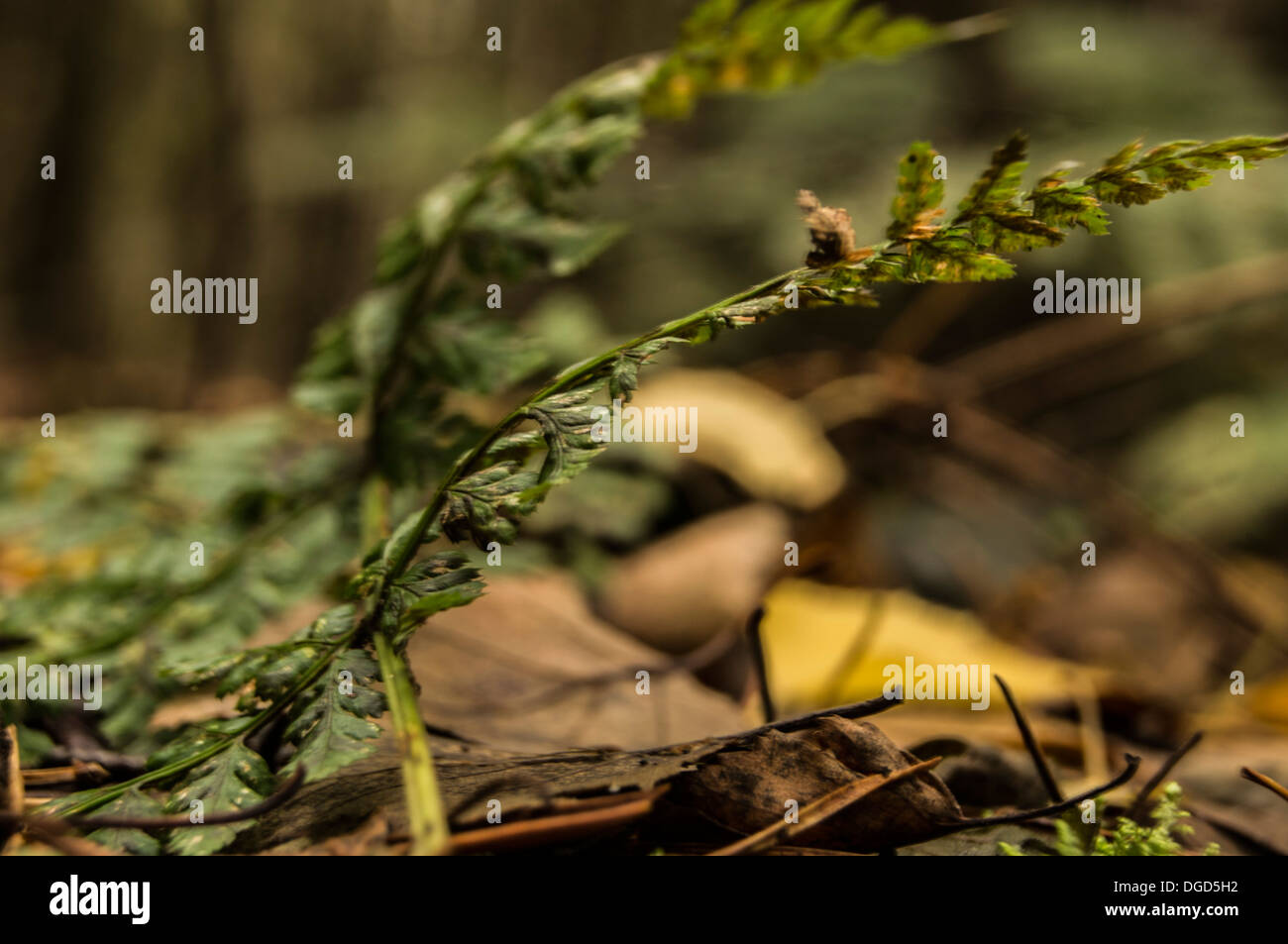 Green yellow fern leaves hi-res stock photography and images - Alamy