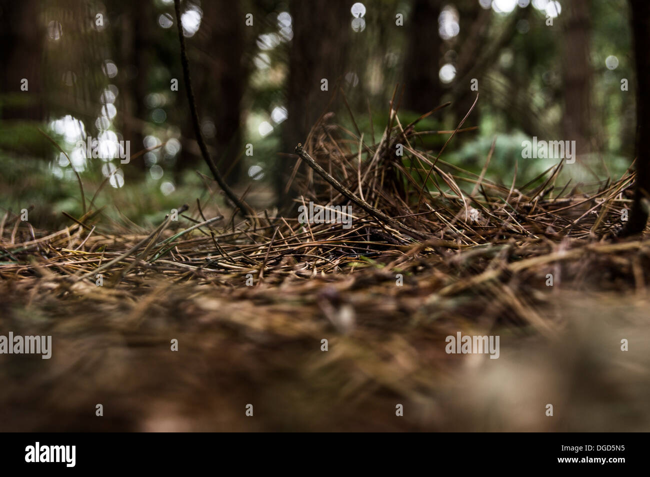 Floor of forest hi-res stock photography and images - Alamy