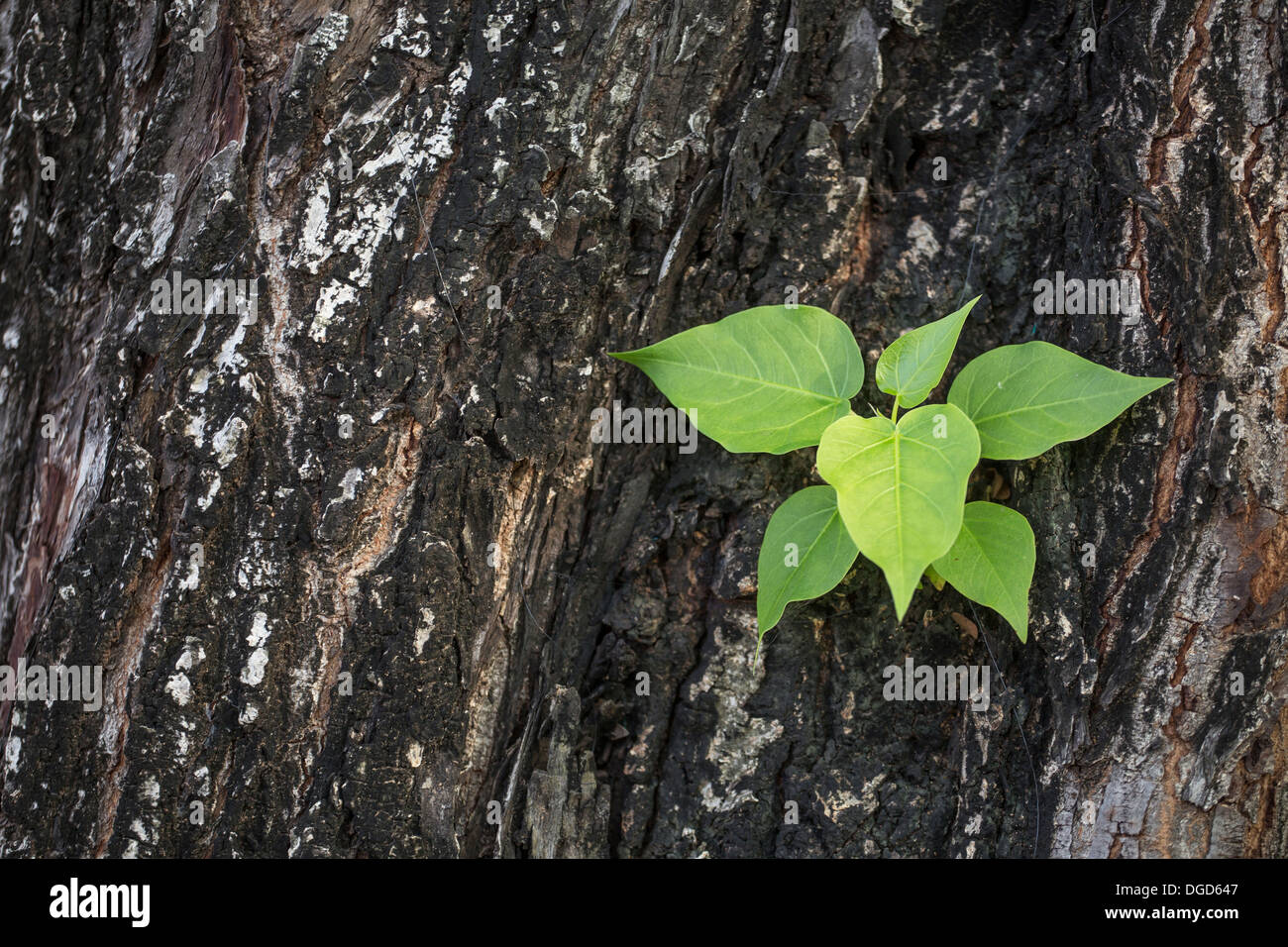 Tree on Tree Stock Photo - Alamy