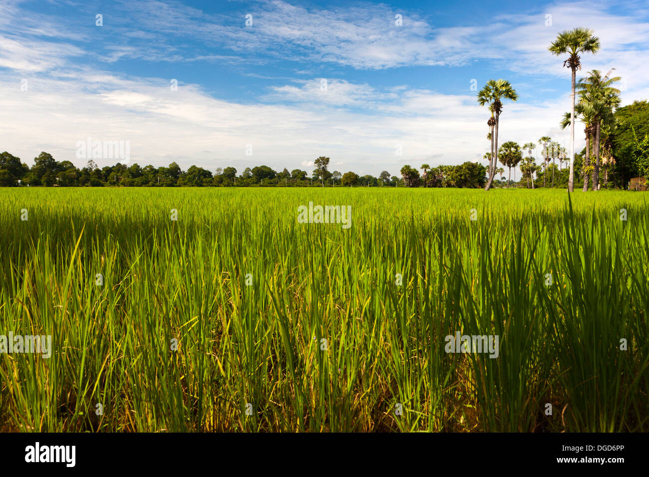 Rice field siem reap hi-res stock photography and images - Alamy