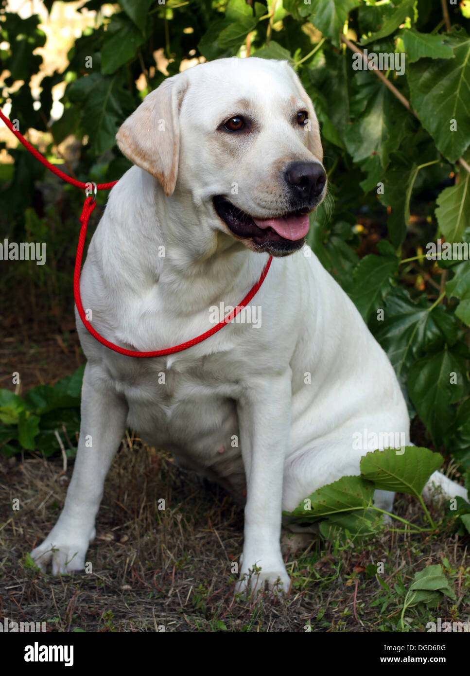 Labrador male hi-res stock photography and images - Alamy
