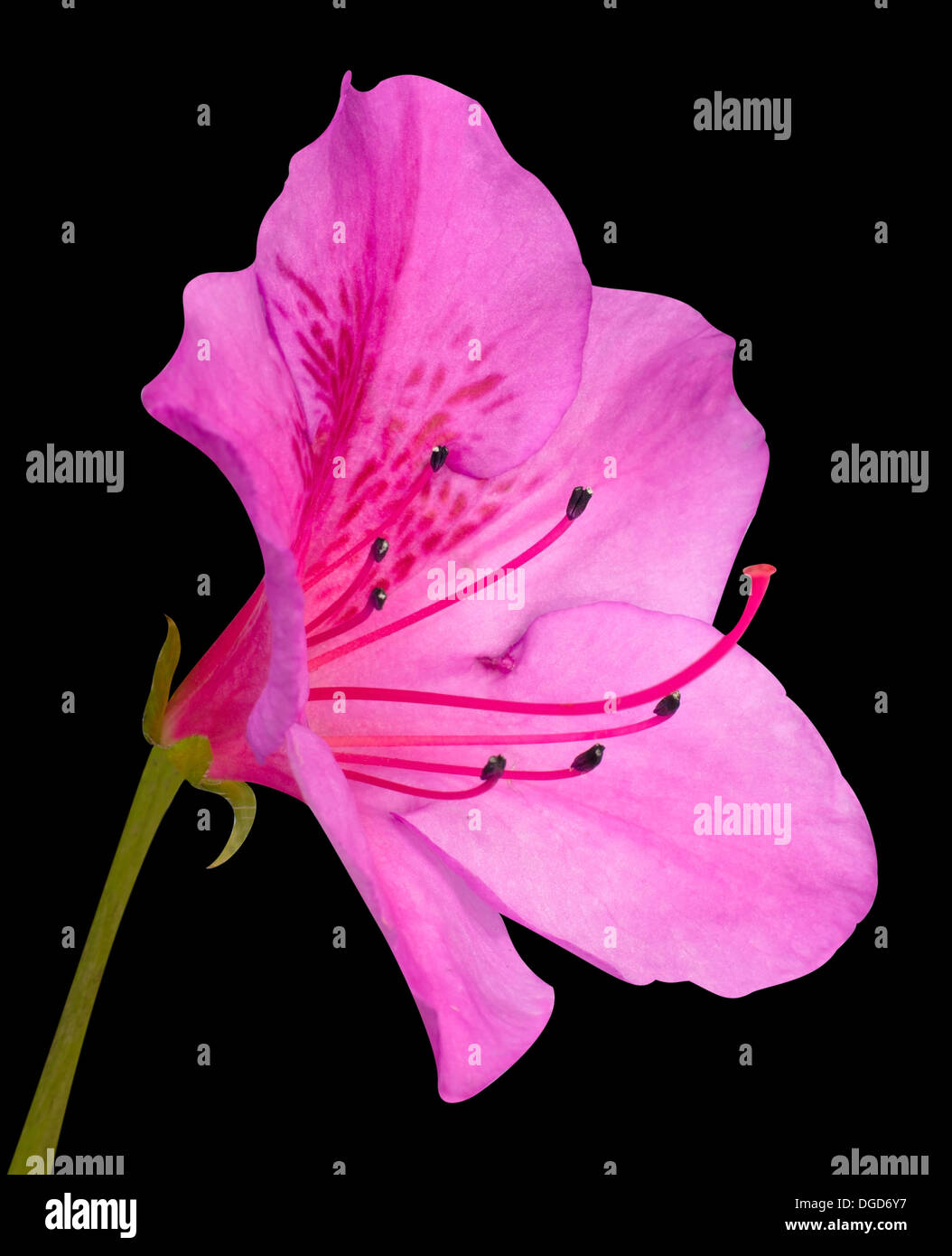 Pink Azalea Blossom Macro with Green Stem Isolated on Black Background ...