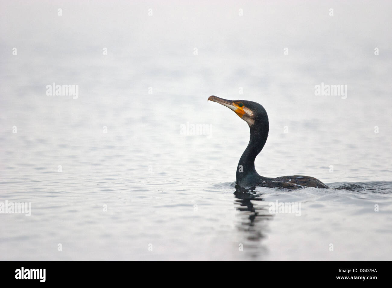 Swimming bird hi-res stock photography and images - Alamy