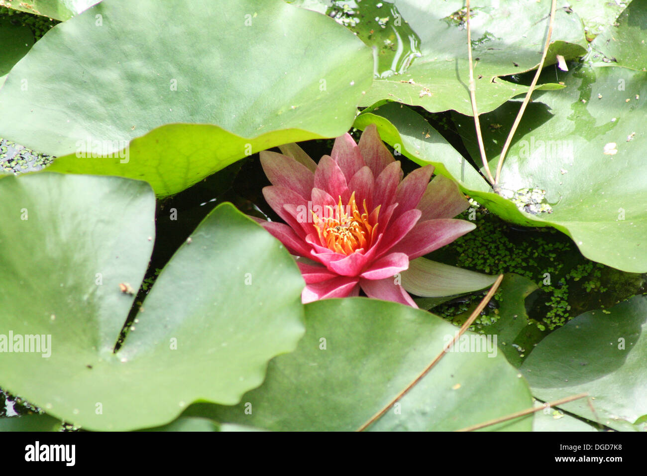 Dicott hi-res stock photography and images - Alamy