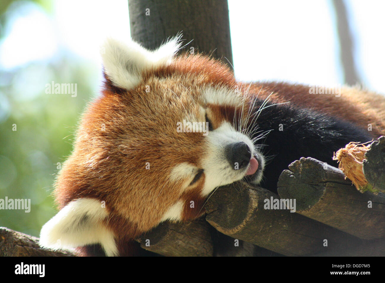 Relaxing/sleeping Red Panda Stock Photo - Alamy