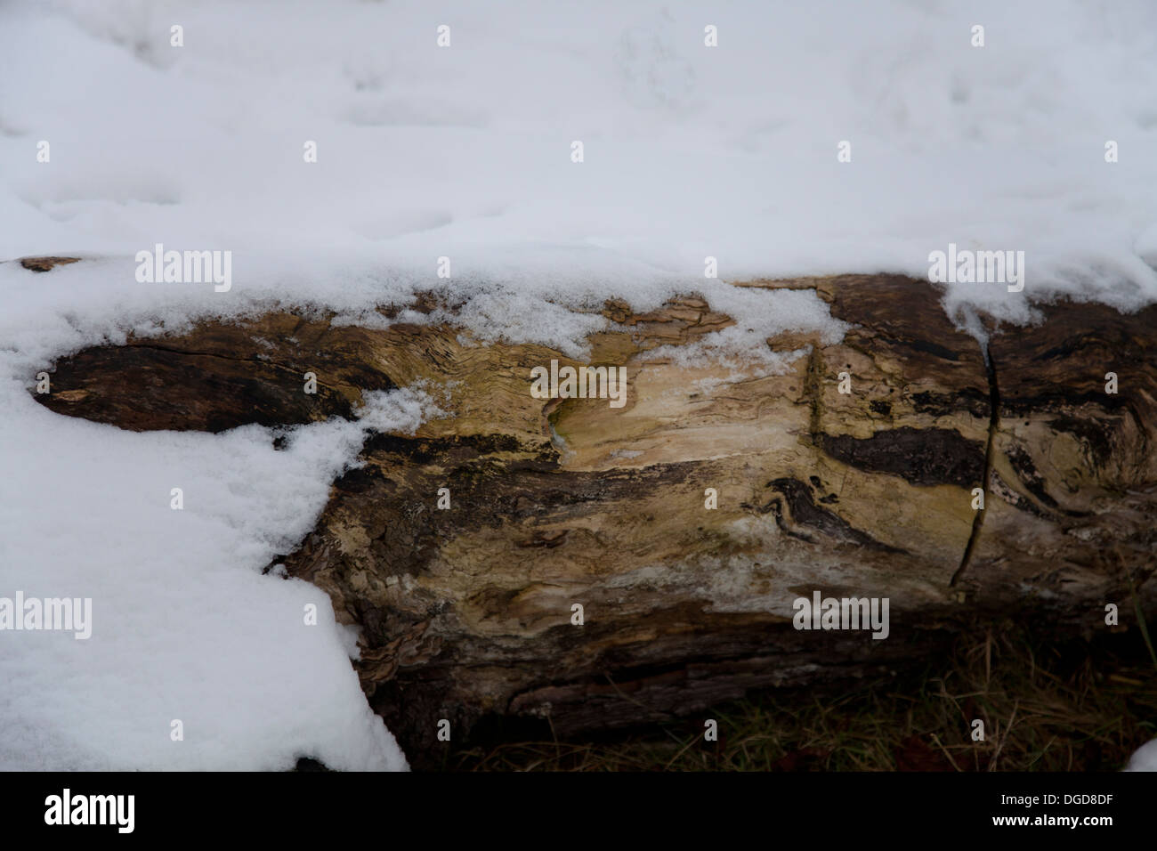 Ice covered log hi-res stock photography and images - Alamy