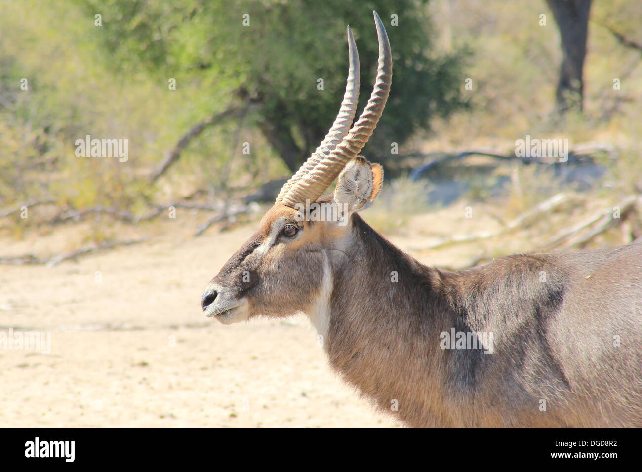 Waterbuck - Wildlife Background from Africa - Animal Kingdom Beauty ...