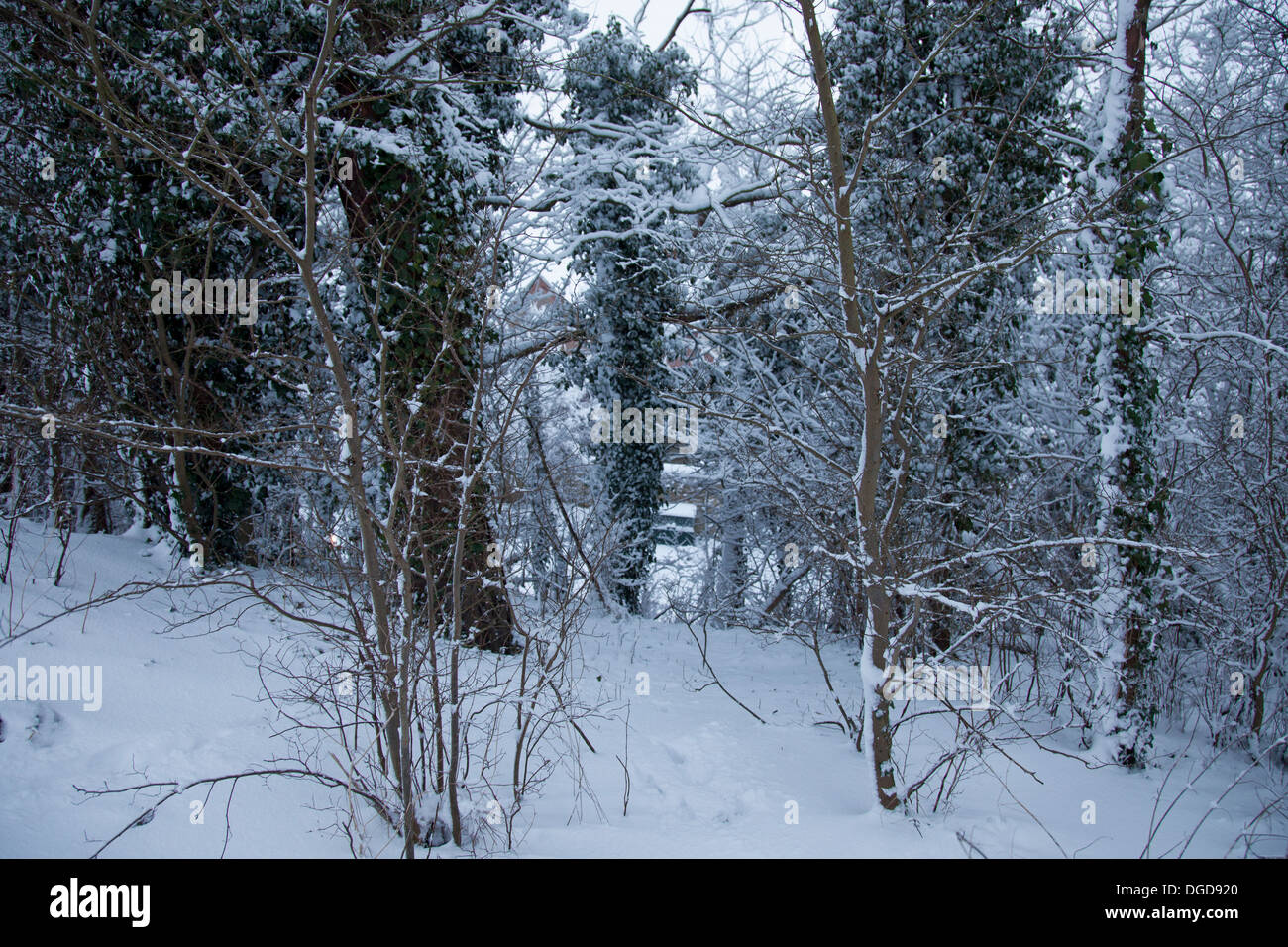 Snow covered path through trees Stock Photo - Alamy