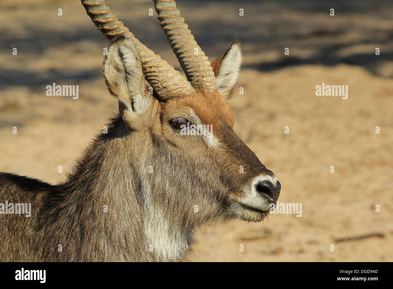 Waterbuck - Wildlife Background from Africa - Animal Kingdom Beauty ...