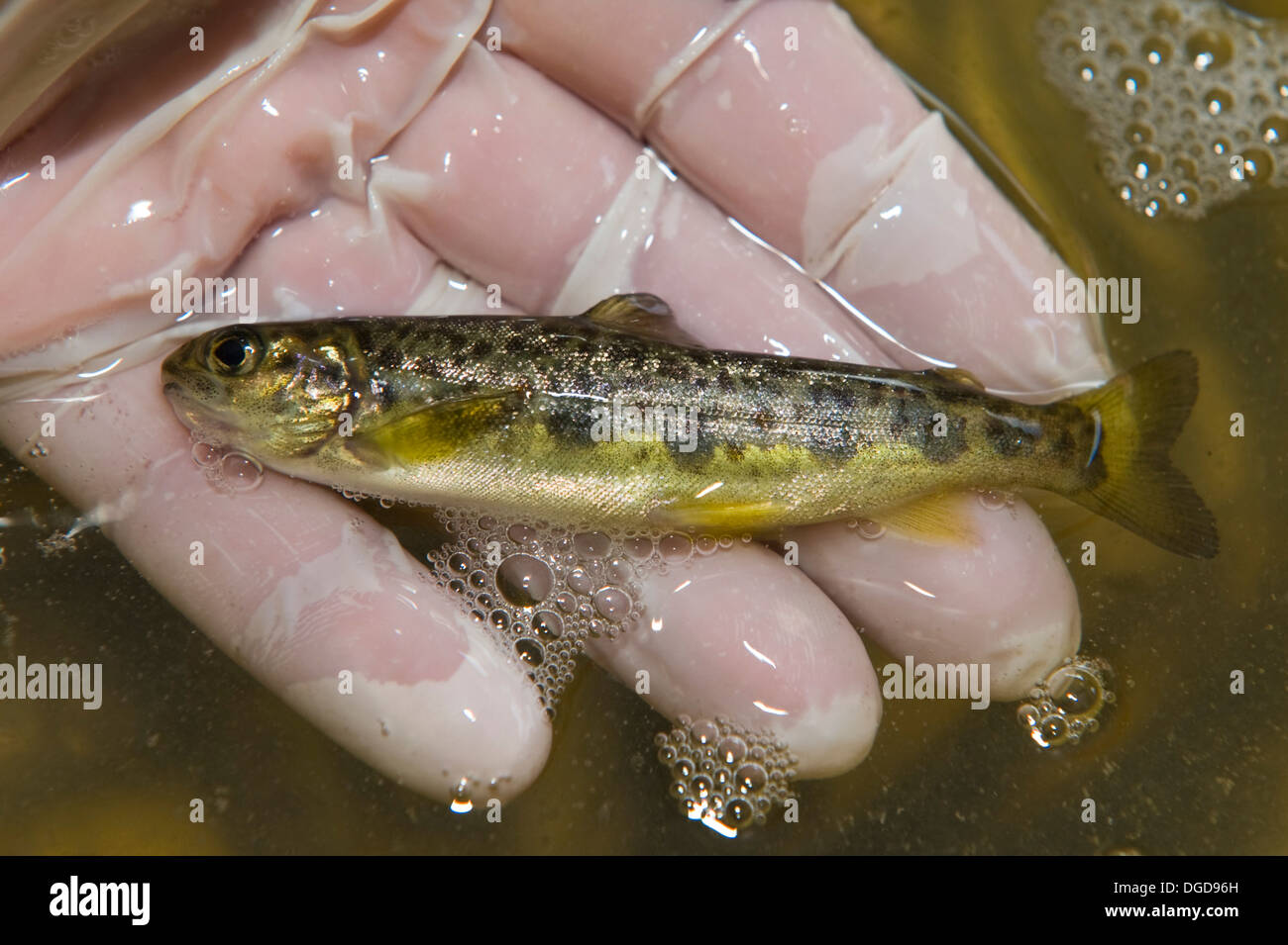 Typical salmon parr ready for fin clipping for future release into Semi ...
