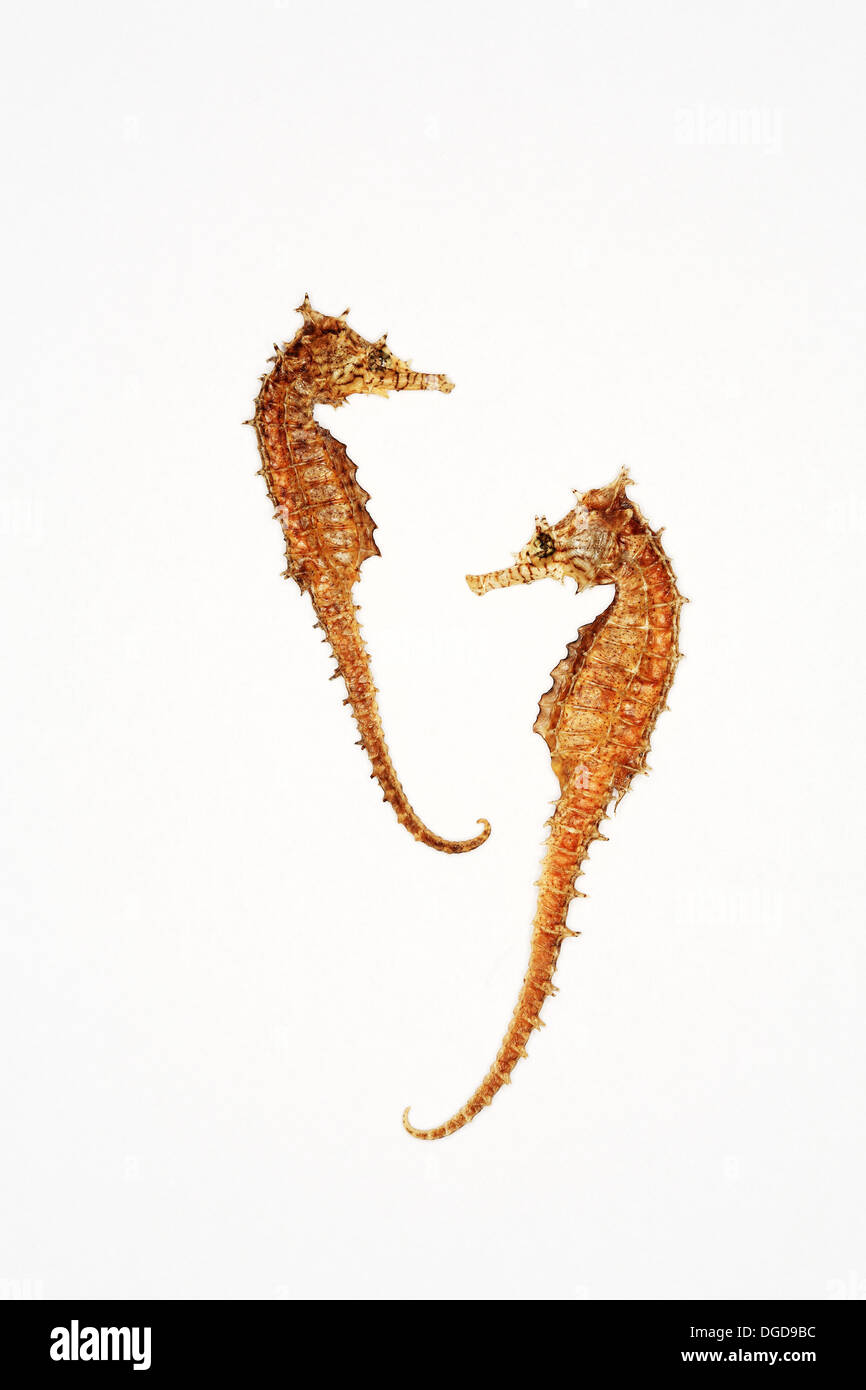 Sea horses underwater Cut Out Stock Images & Pictures - Alamy