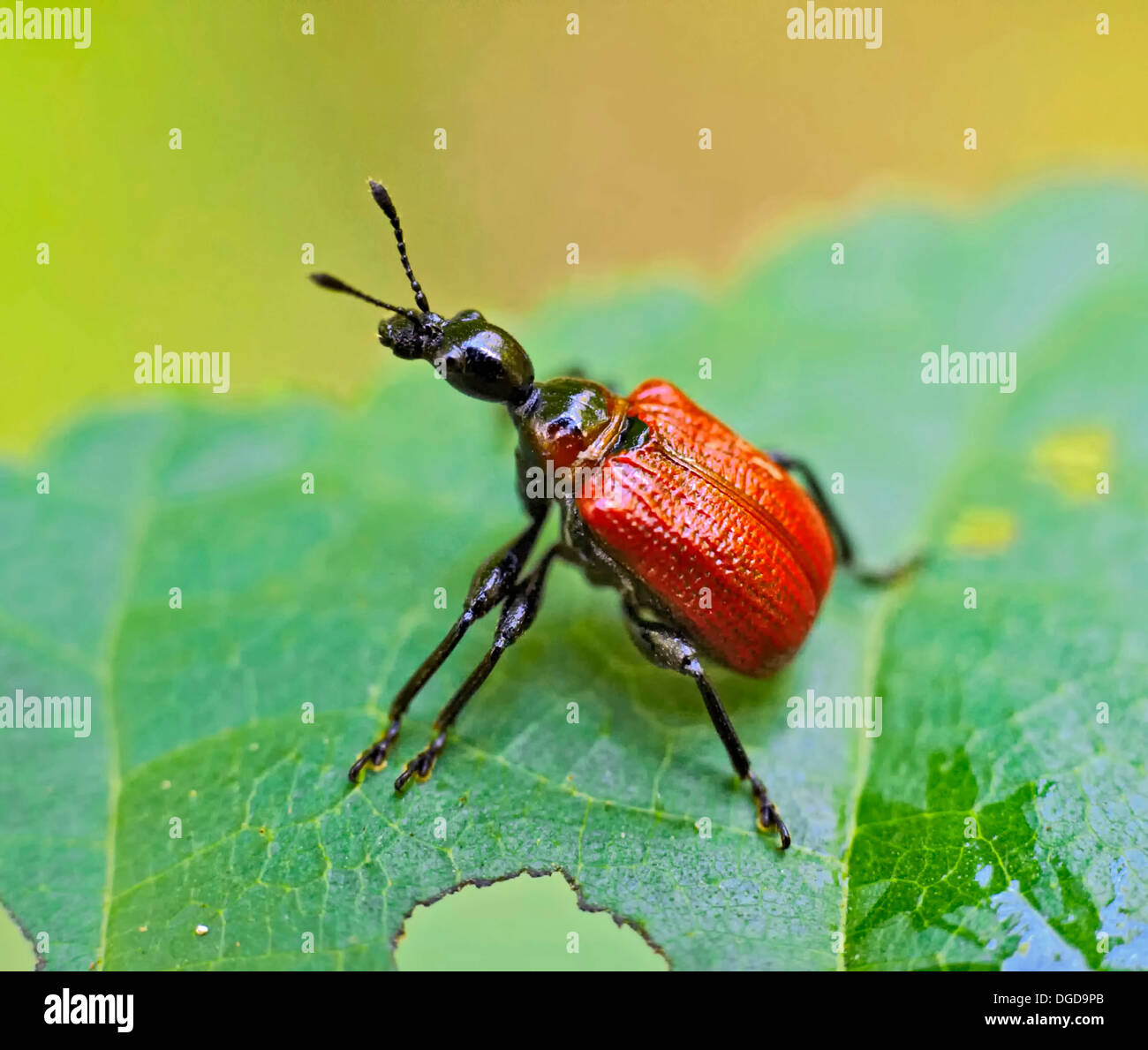 Apoderus coryli hi-res stock photography and images - Alamy