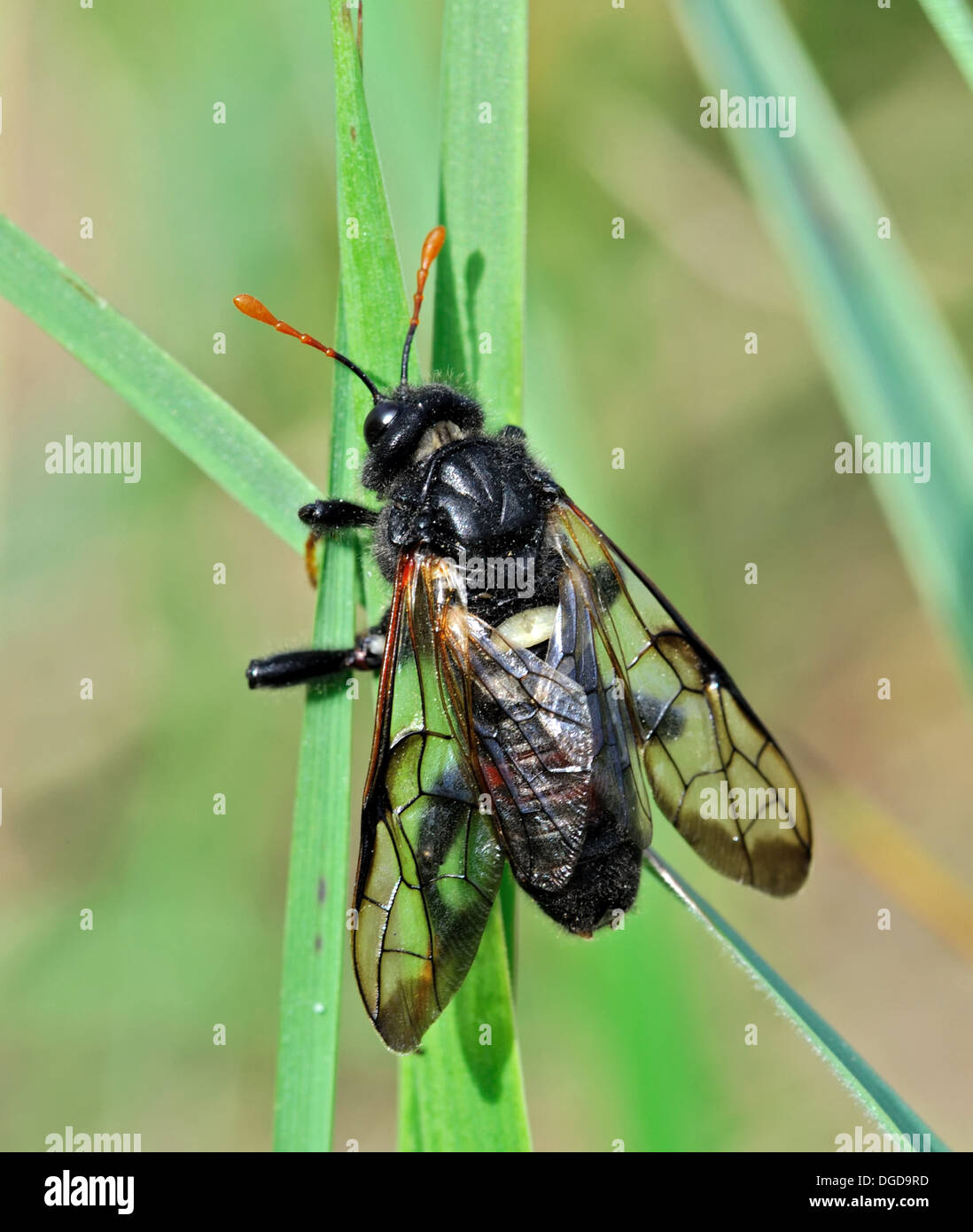 Cimbex Femoratus High Resolution Stock Photography and Images - Alamy