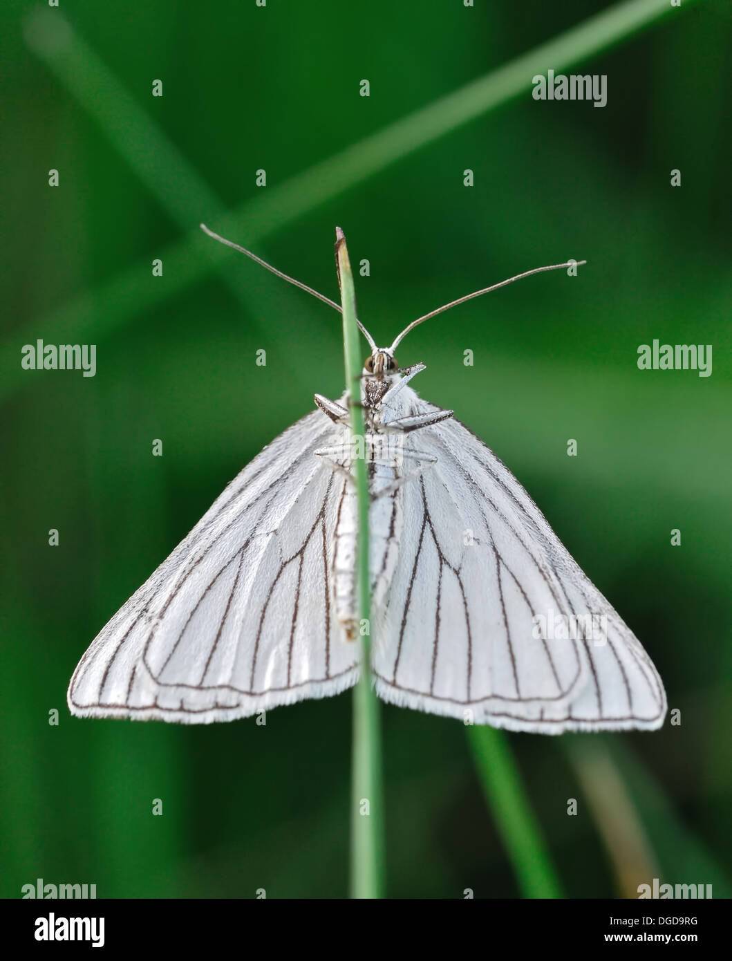 Geometridae hi-res stock photography and images - Alamy