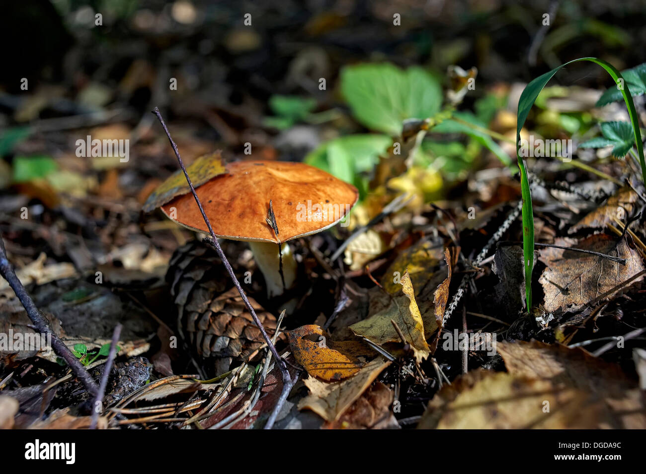 Suillus luteus fungus hi-res stock photography and images - Alamy