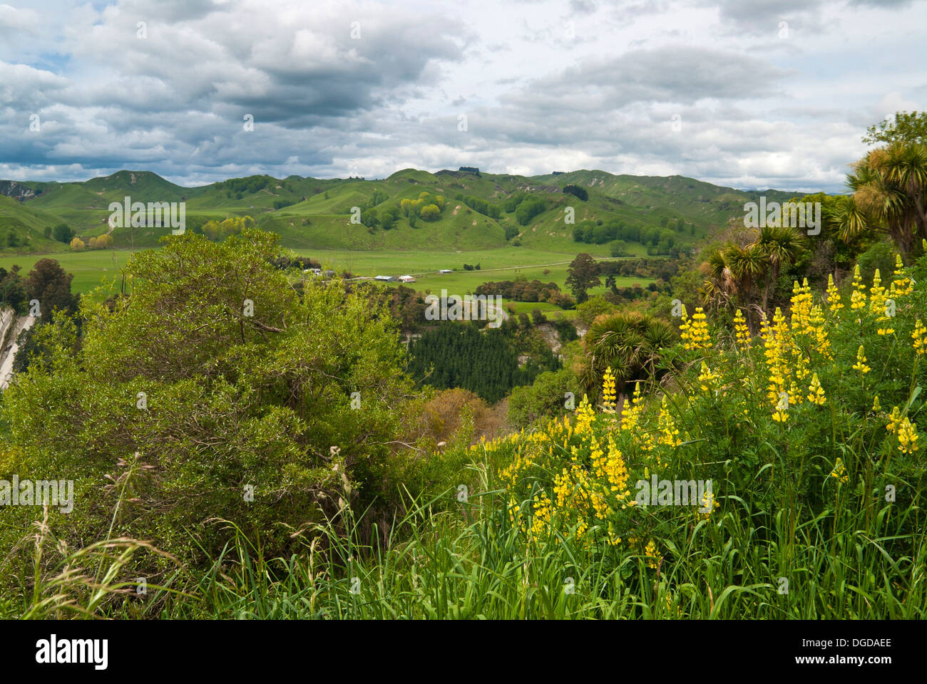 Spring landscape, South Island, New Zealand Stock Photo - Alamy