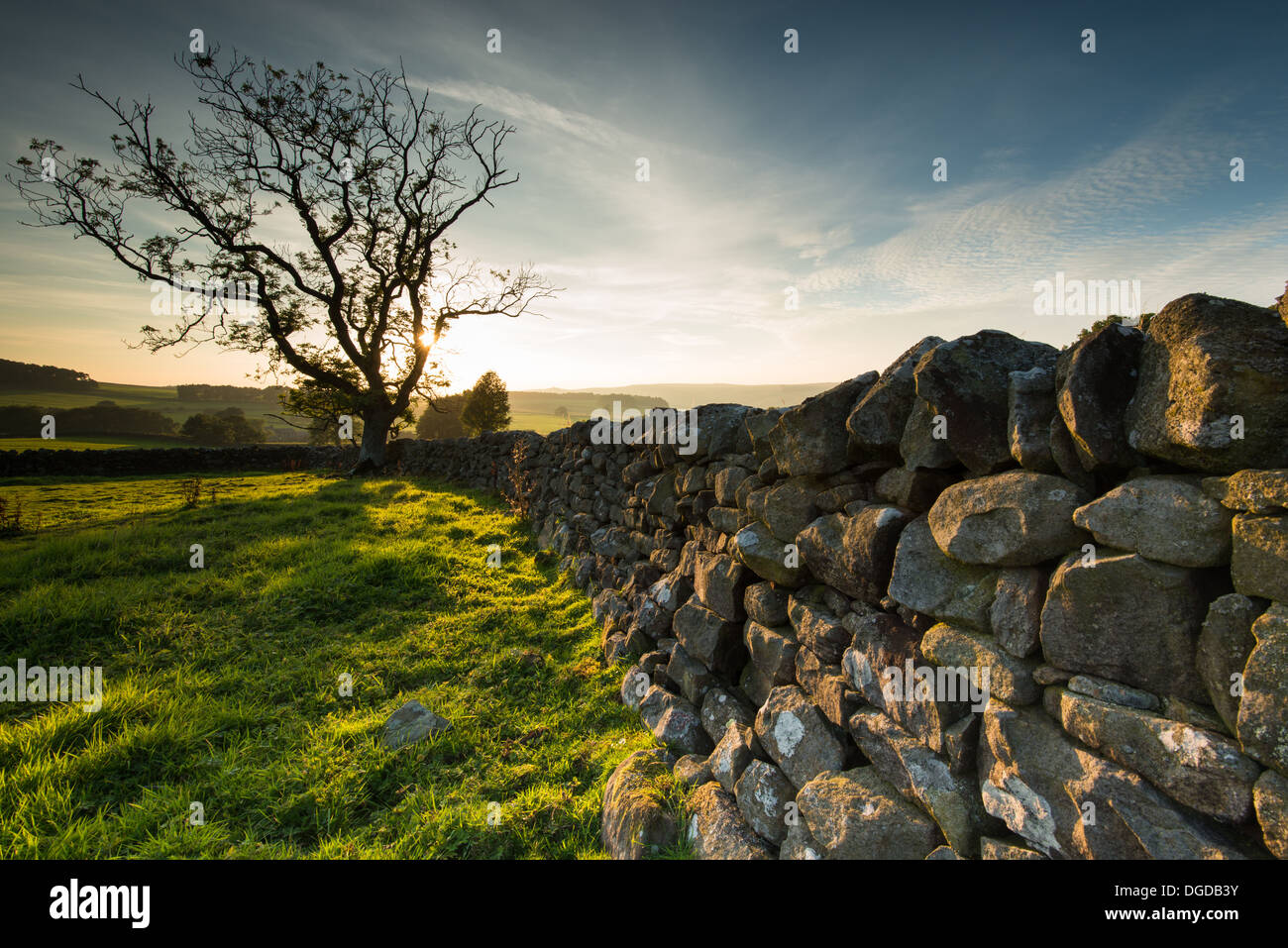 Stone wall tree hi-res stock photography and images - Alamy