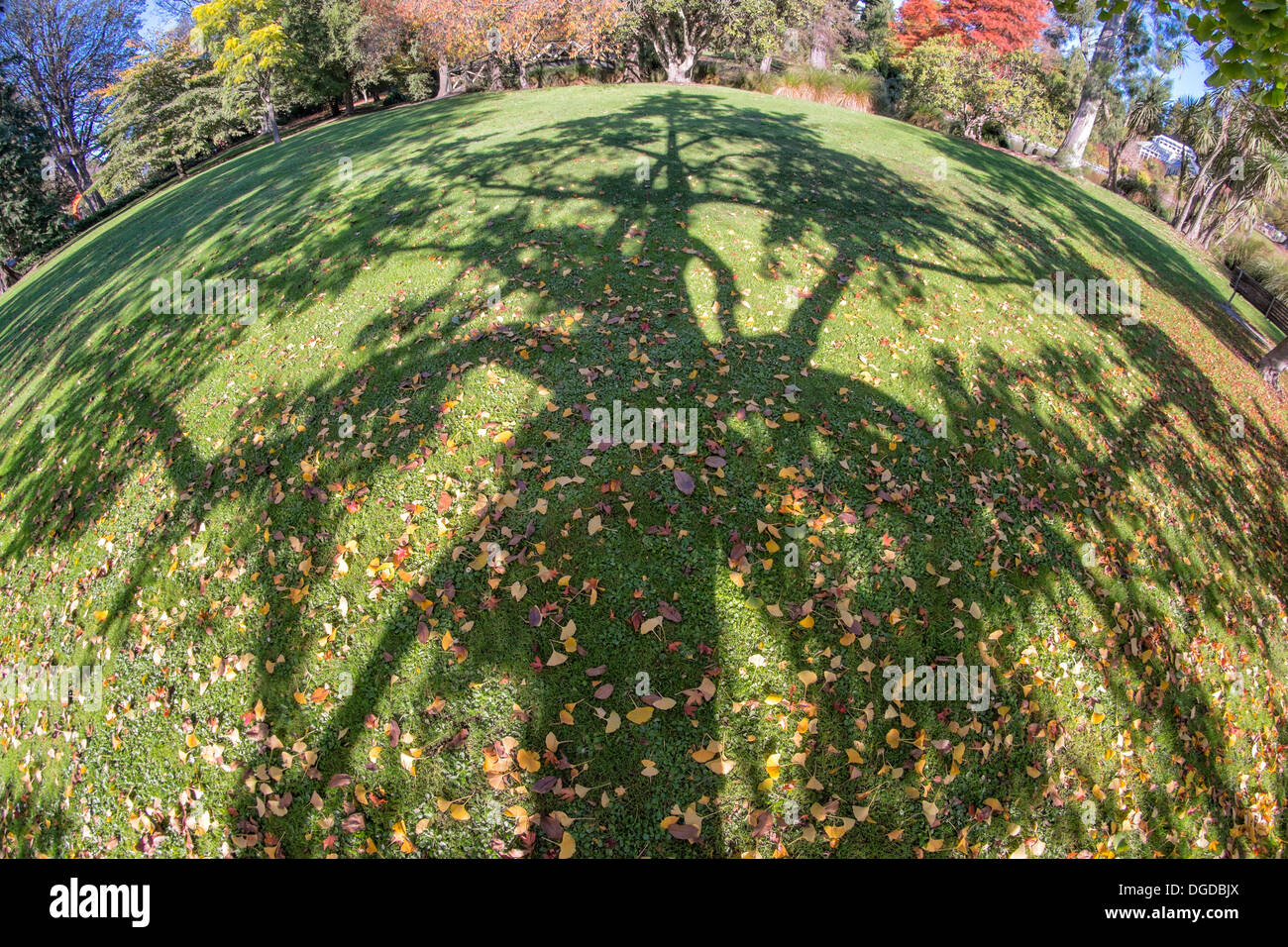 Shadow of a tree Stock Photo - Alamy