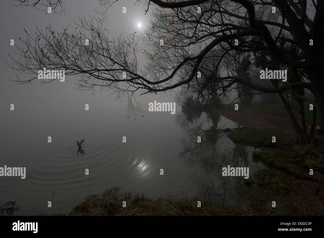 Sun shining through the fog on the lake Stock Photo - Alamy