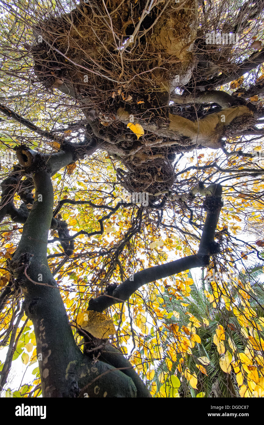Weird tree shape hi-res stock photography and images - Alamy