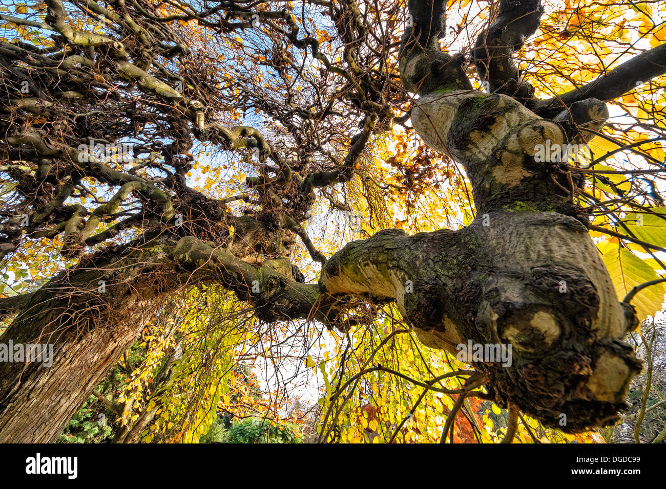 Weird tree shape hi-res stock photography and images - Alamy