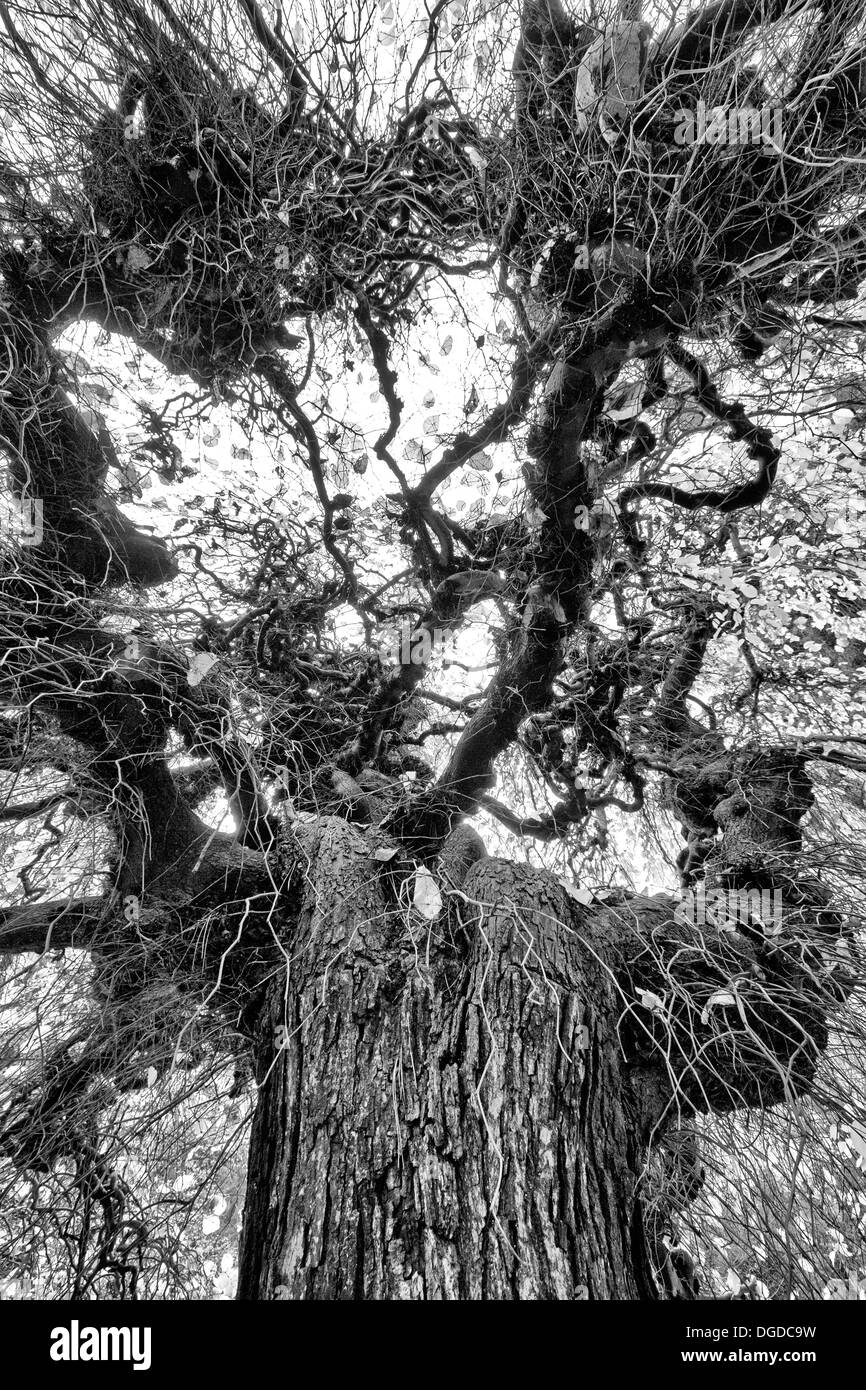 Weird tree shape hi-res stock photography and images - Alamy