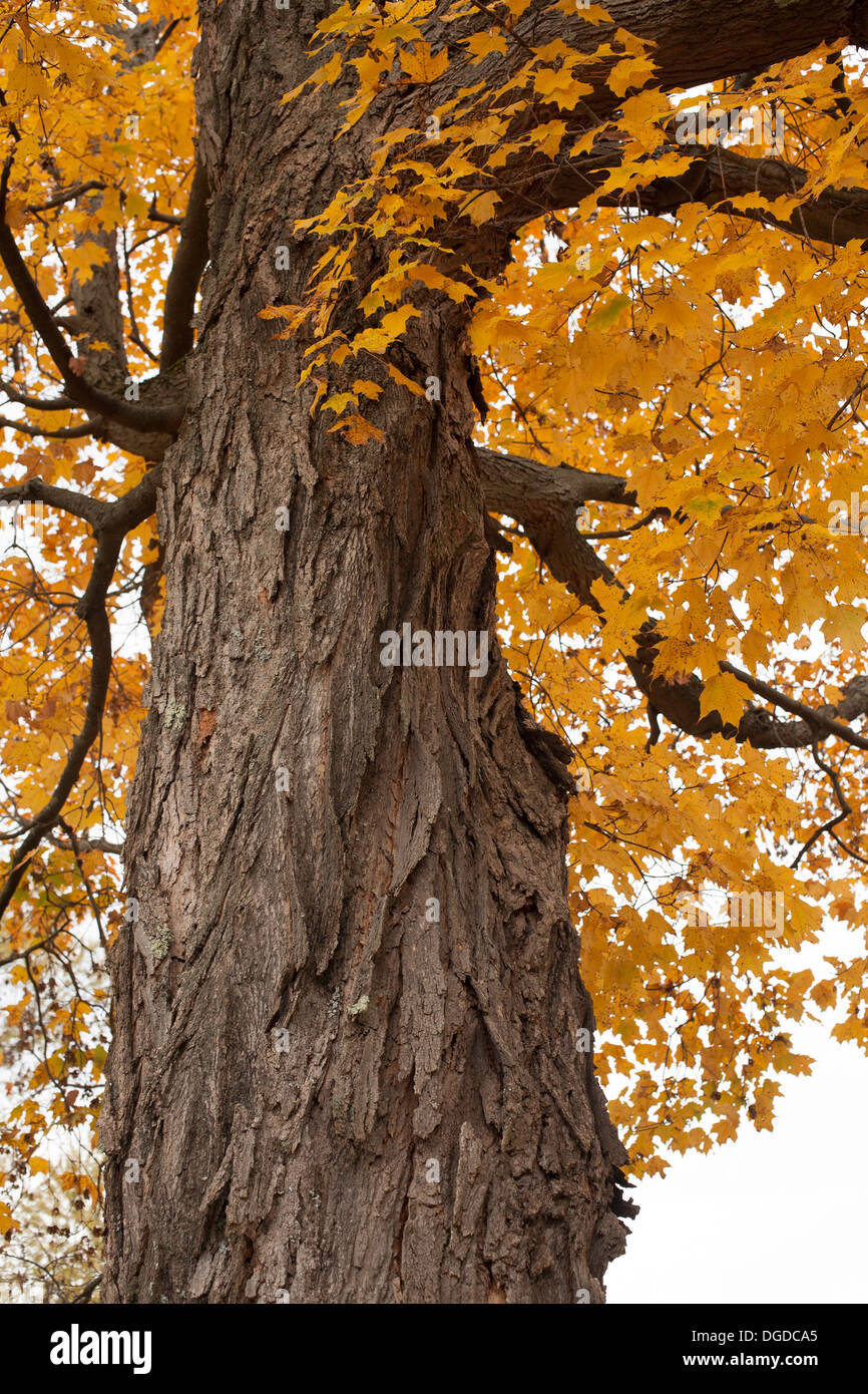 Sugar maple tree hi-res stock photography and images - Alamy