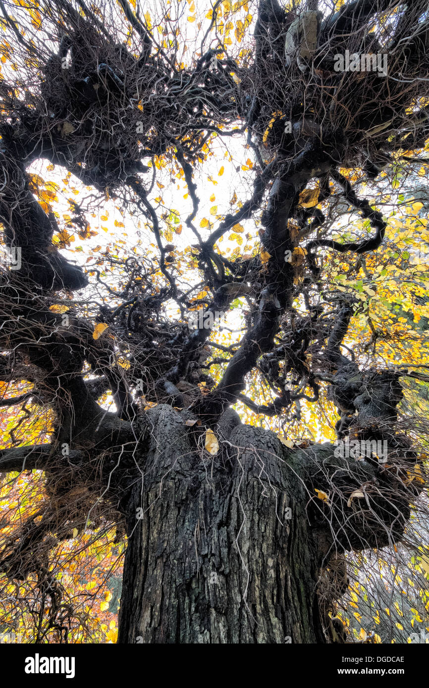 Weird tree shape hi-res stock photography and images - Alamy