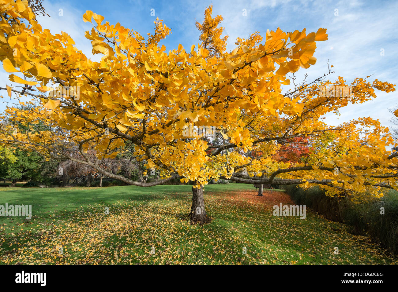 Autumn leaves, gingko Stock Photo - Alamy