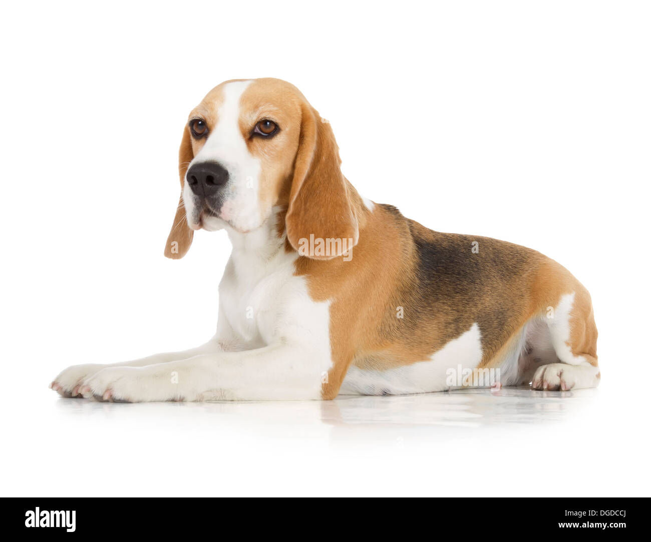 cute beagle dog isolated on white background Stock Photo - Alamy
