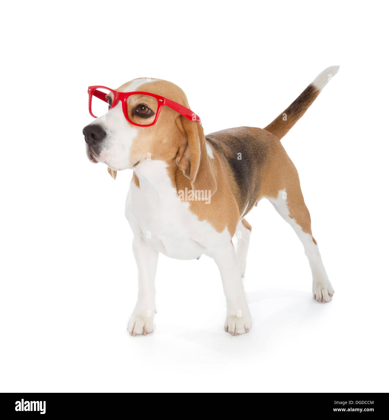 cute beagle dog isolated on white background Stock Photo - Alamy
