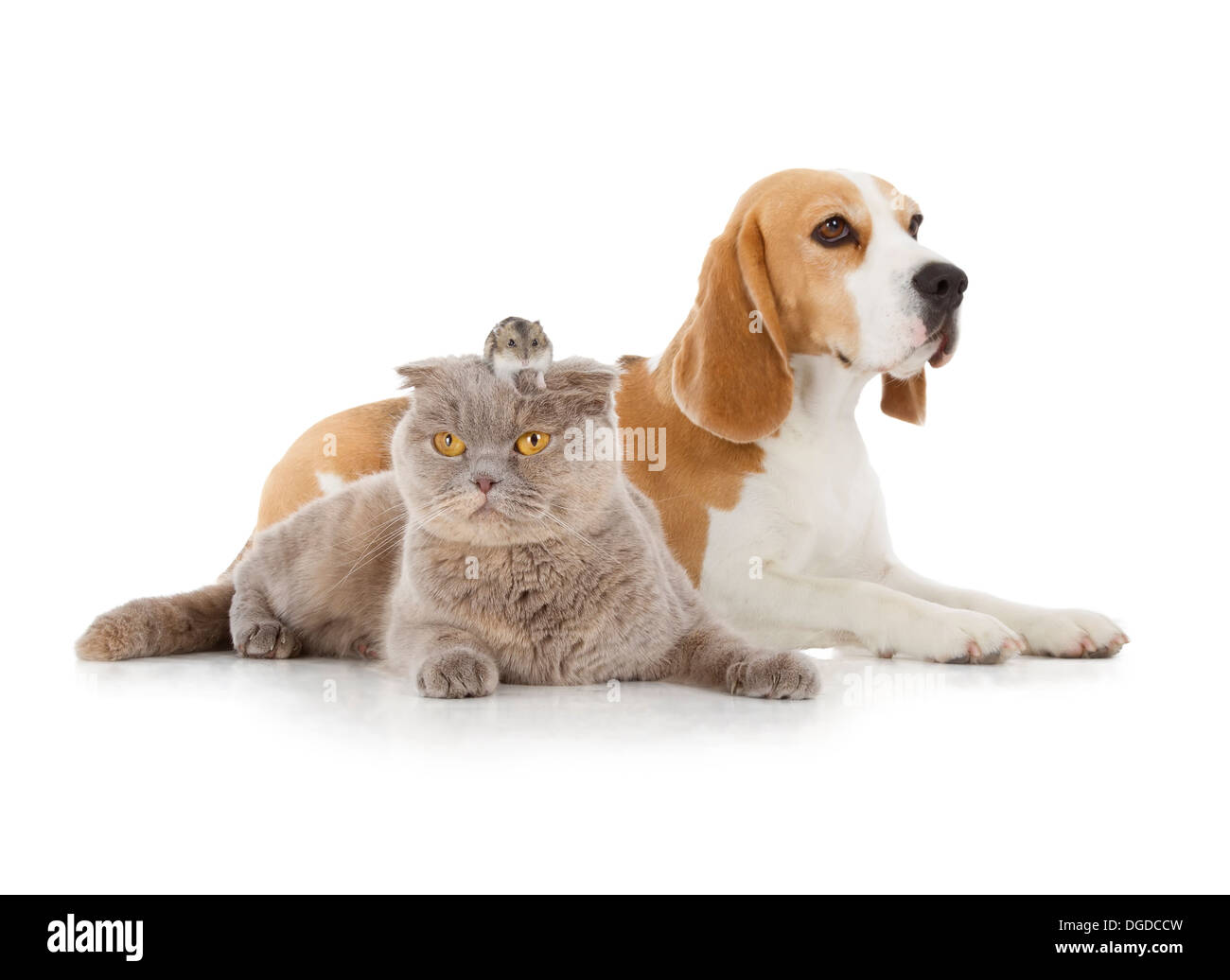 Dog cat mouse hi-res stock photography and images - Alamy