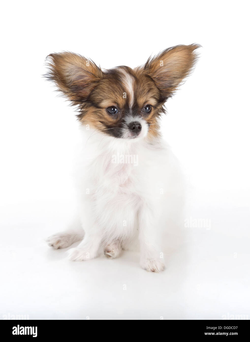 Papillon puppy hi-res stock photography and images - Alamy