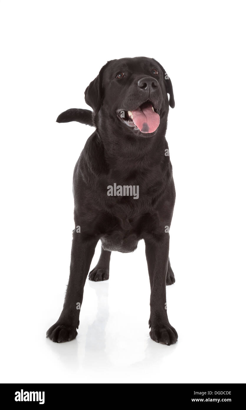 Black labrador retriever standing hi-res stock photography and images ...