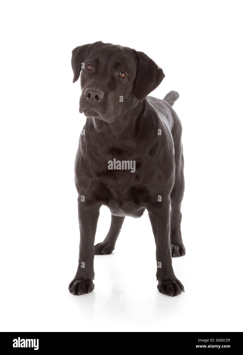 Training black labrador retriever hi-res stock photography and images ...