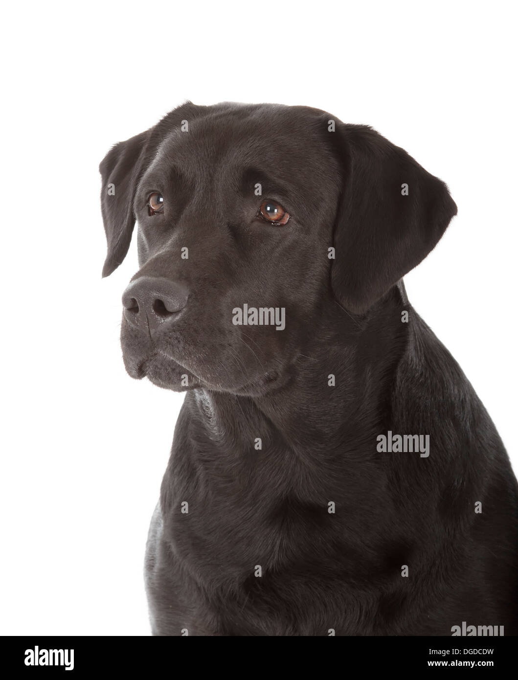 Black labrador retriever eyes hi-res stock photography and images - Alamy