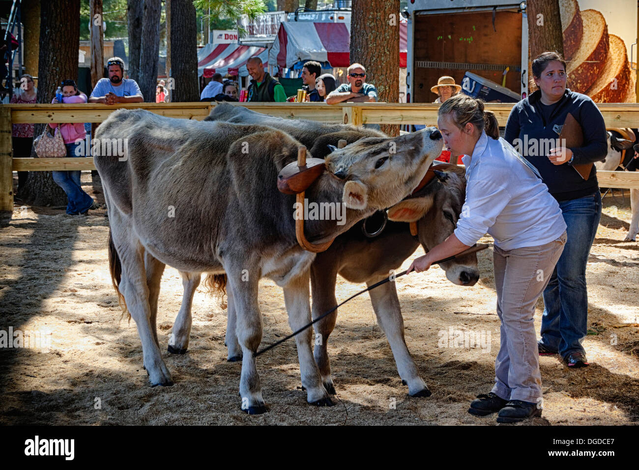 Yoke cow and donkey hi-res stock photography and images - Alamy